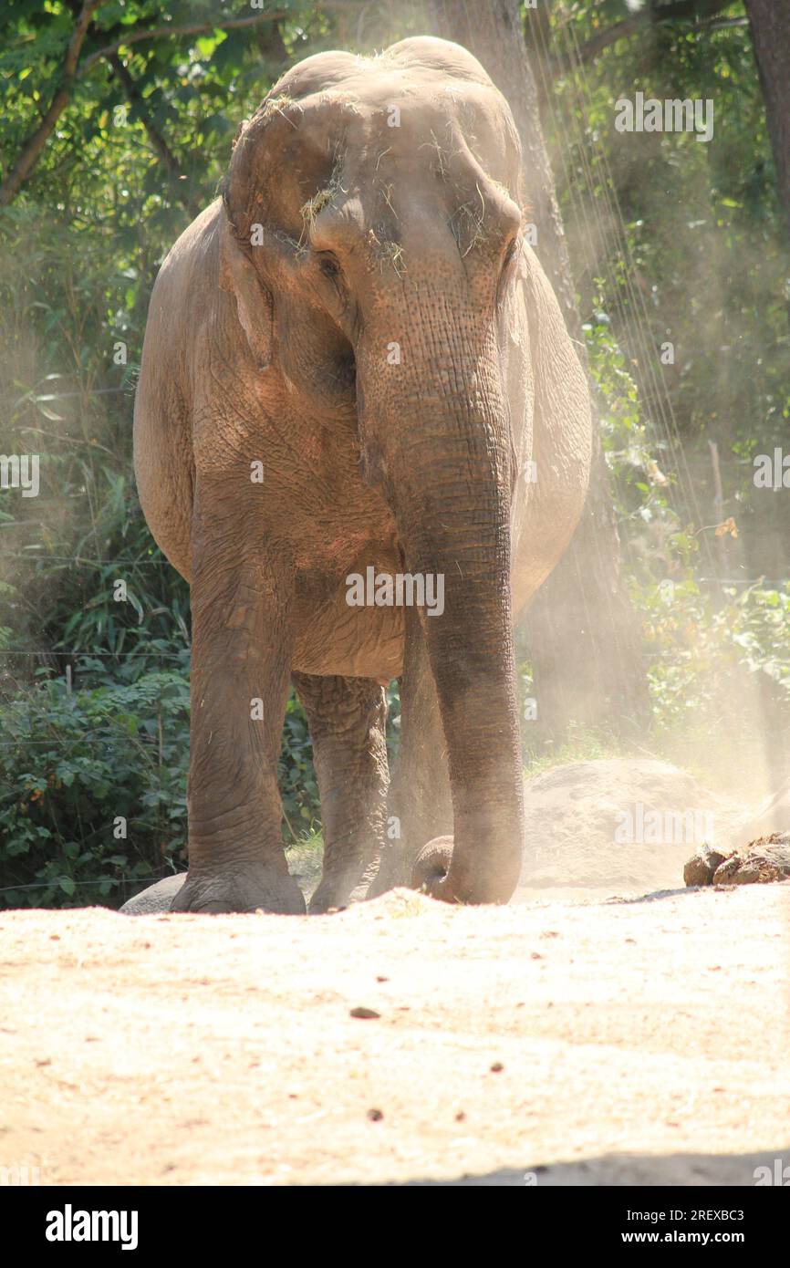 Asian elephant trunk finger hi-res stock photography and images - Alamy