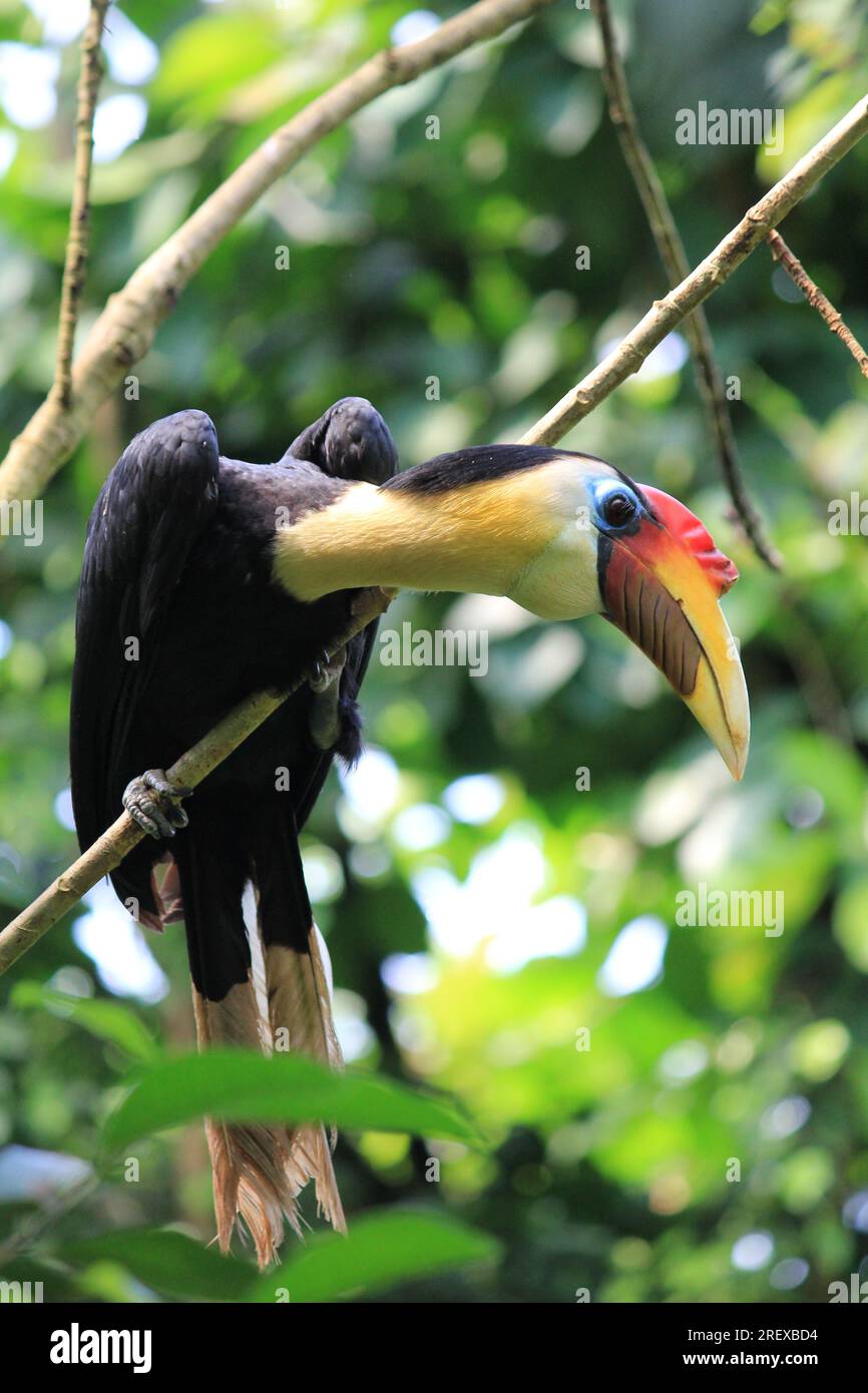 Wrinkled hornbill rhabdotorrhinus corrugatus hi-res stock photography ...