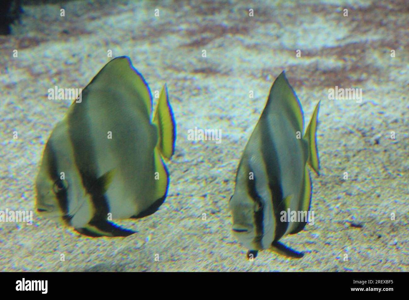 Orbicular spadefishes hi-res stock photography and images - Alamy