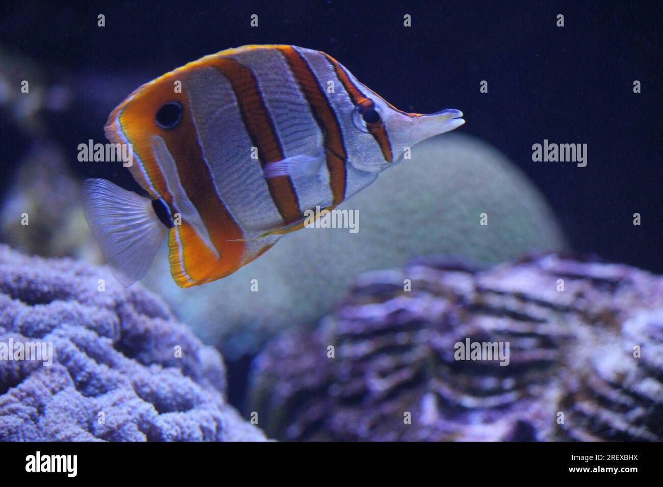 Copperband butterflyfishes hi-res stock photography and images - Alamy