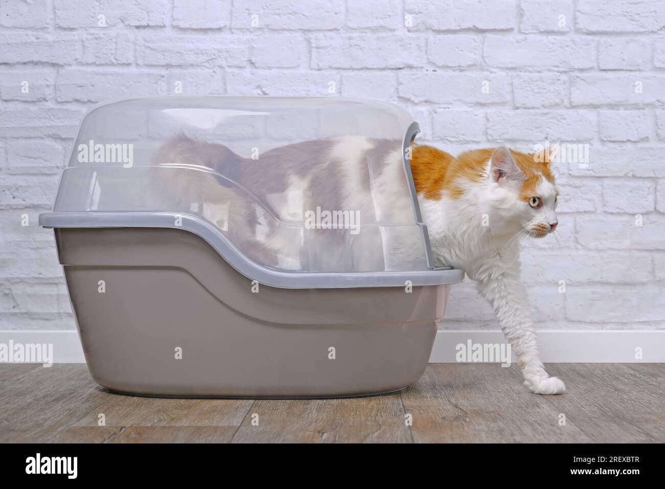 Side view of longhair cat stepping out of closed kitty litter box Stock ...