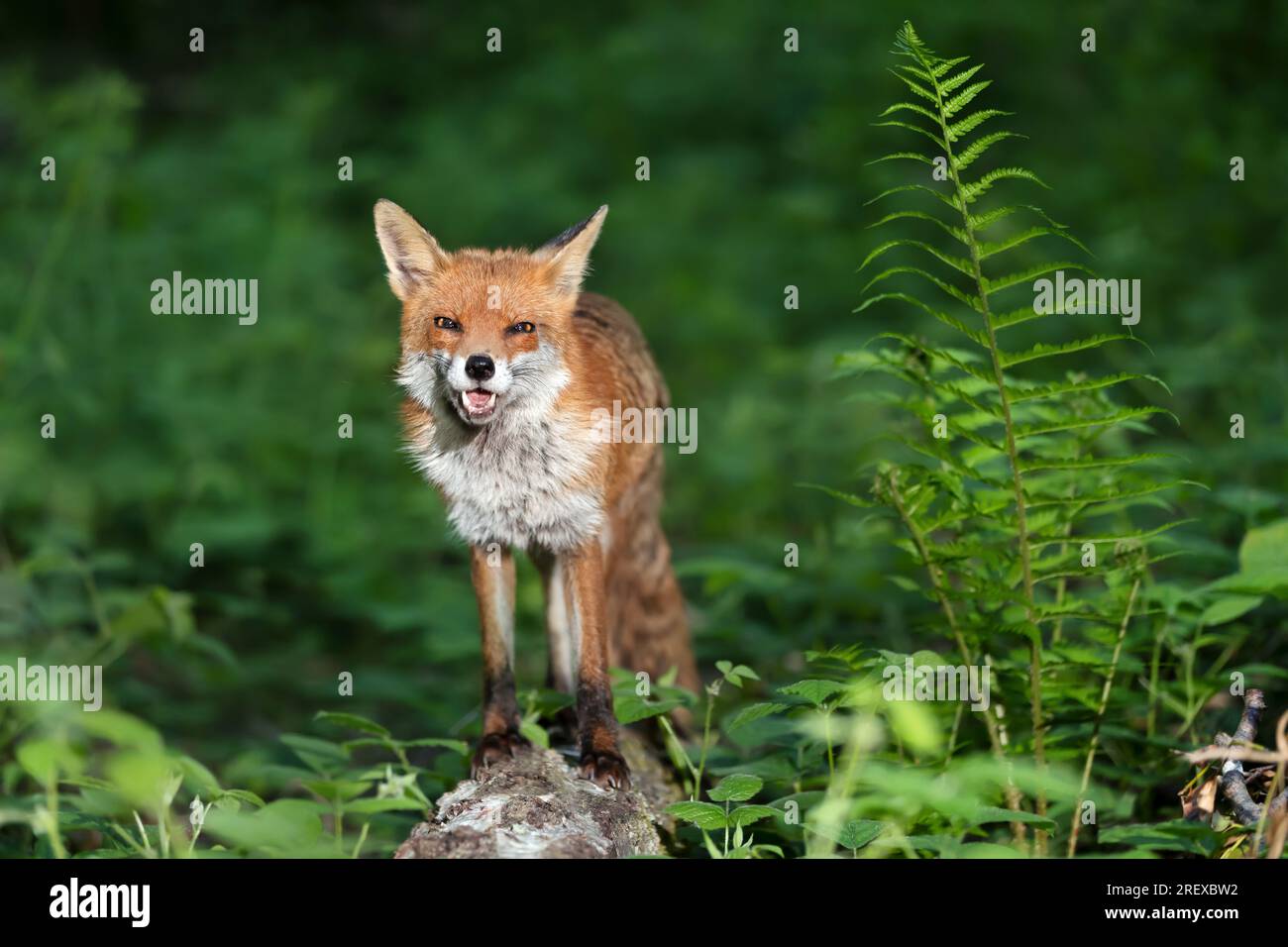 Fox in forest fern hi-res stock photography and images - Alamy