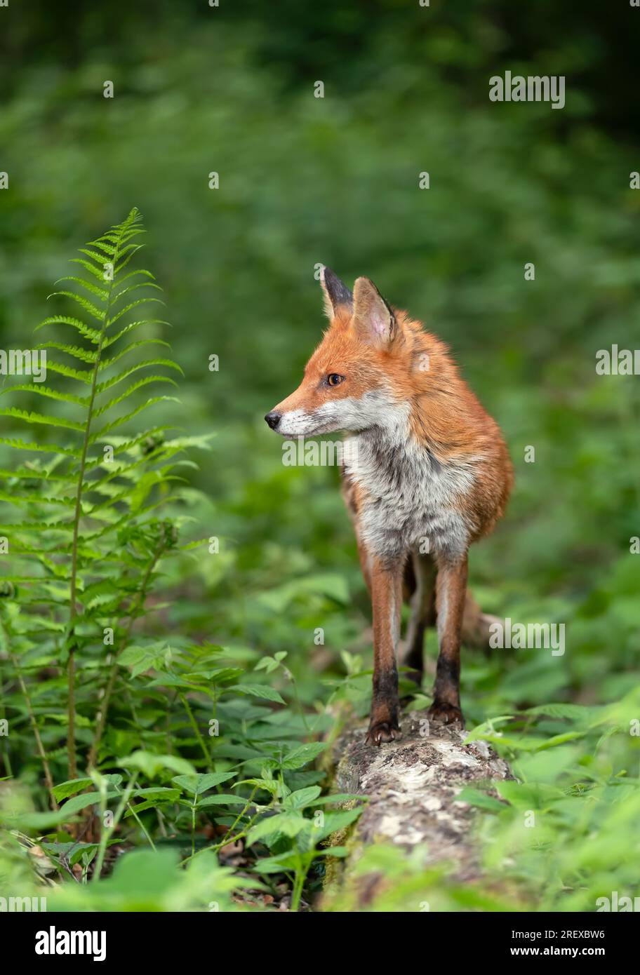 Close up of a Red fox (Vulpes vulpes) standing on a fallen tree in a ...