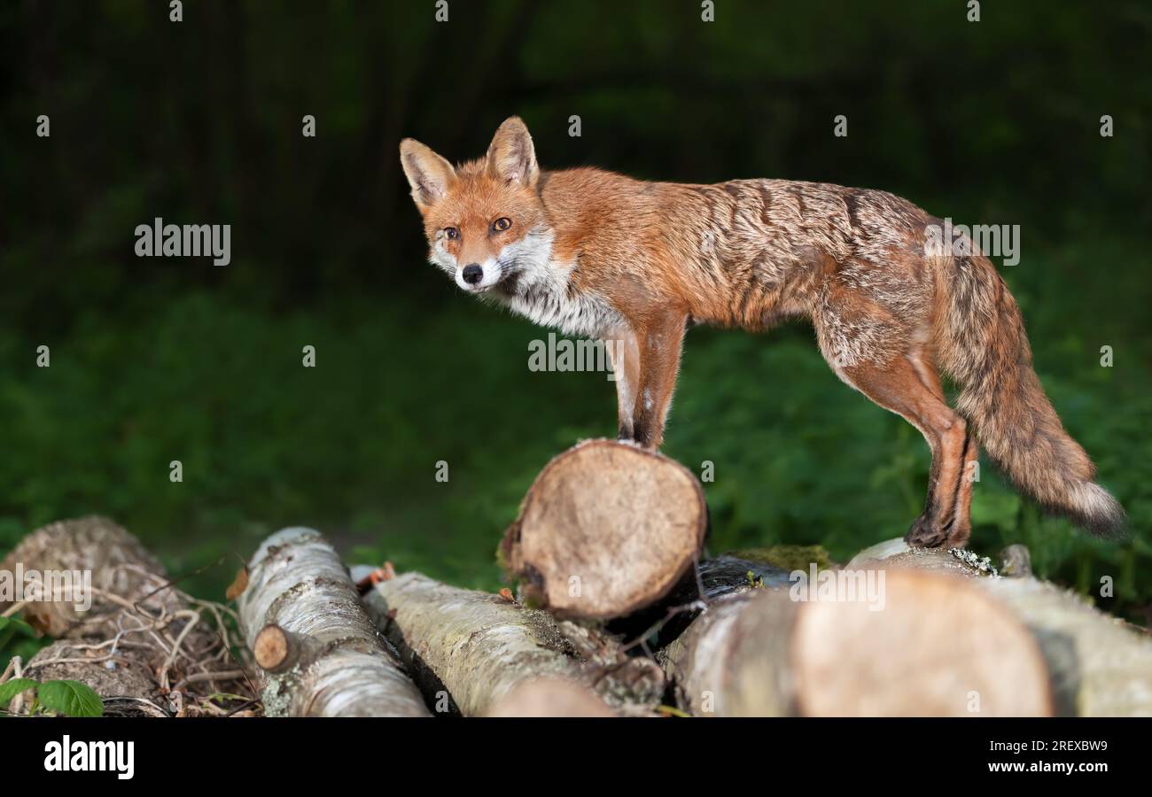 Red fox standing on tree hi-res stock photography and images - Alamy