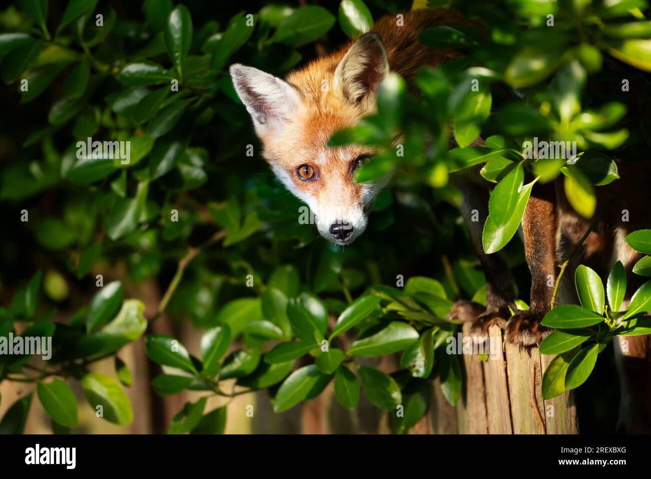Fox standing on fence hi-res stock photography and images - Alamy