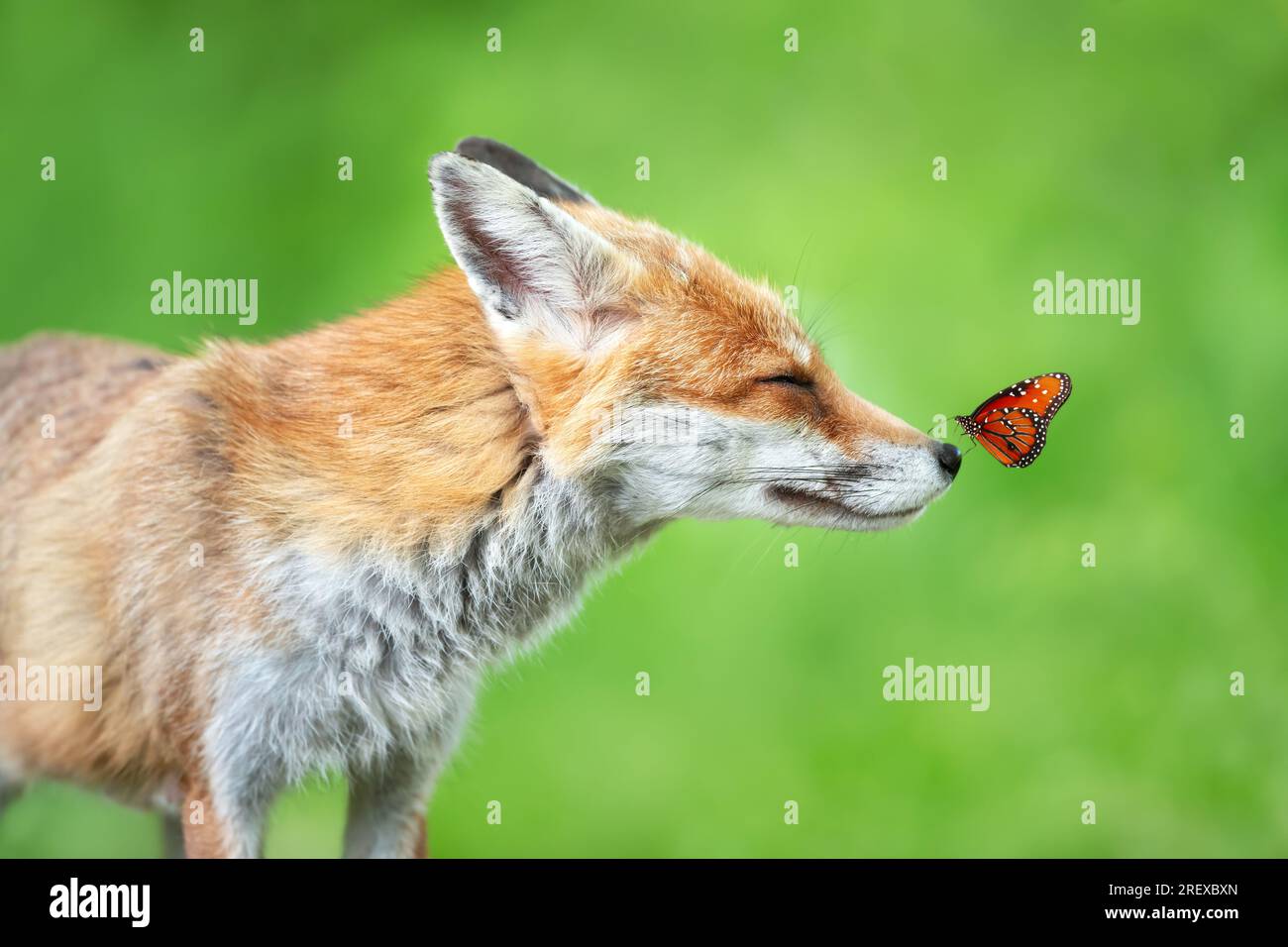 Close-up of a Red fox (Vulpes vulpes) in a meadow with a butterfly ...