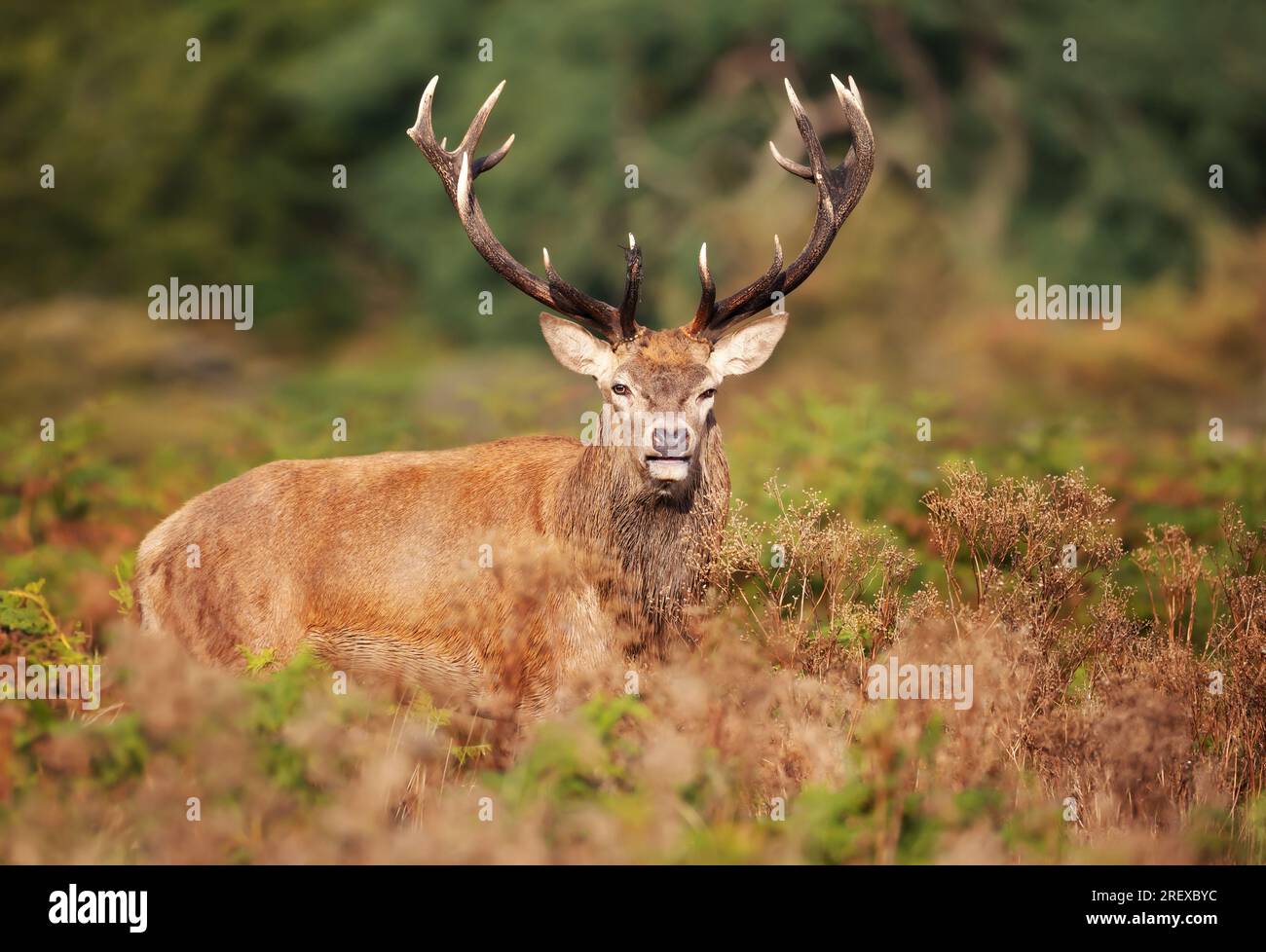 Red deer face hi-res stock photography and images - Alamy