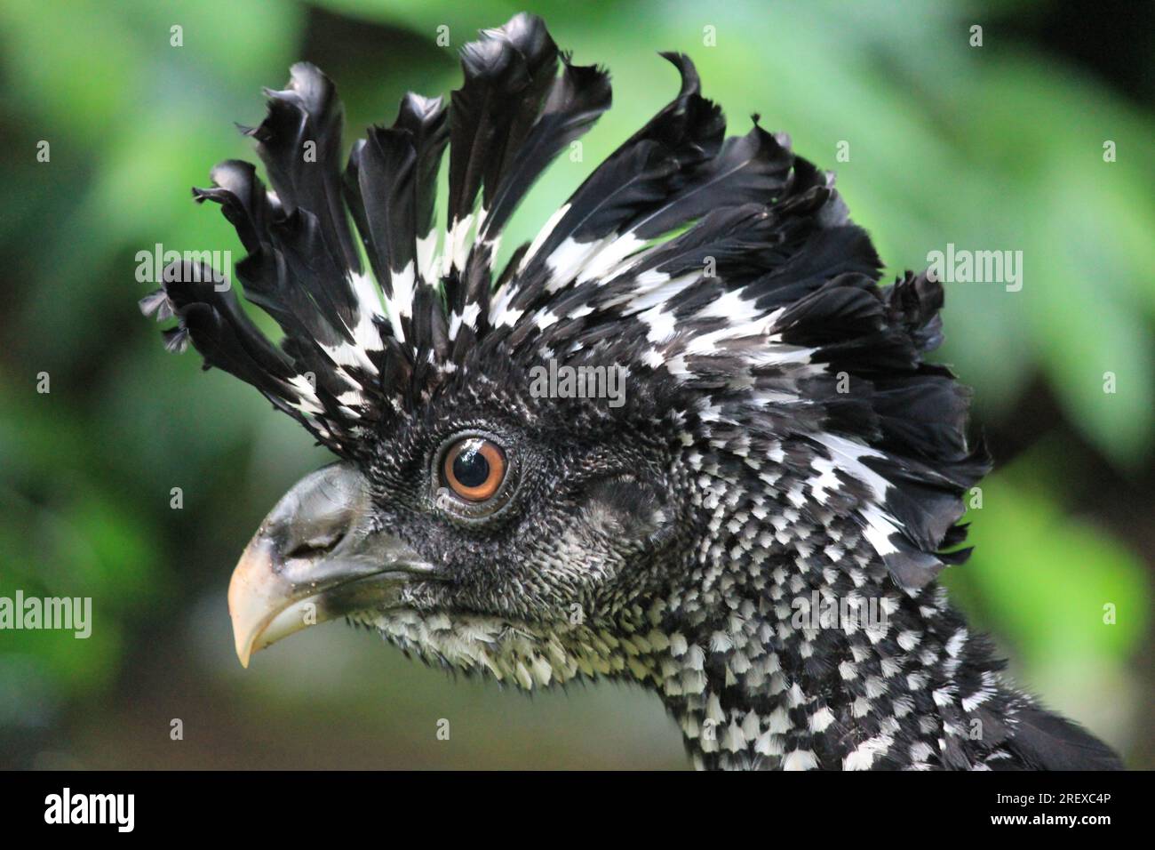 Vulnerable curassow hi-res stock photography and images - Alamy