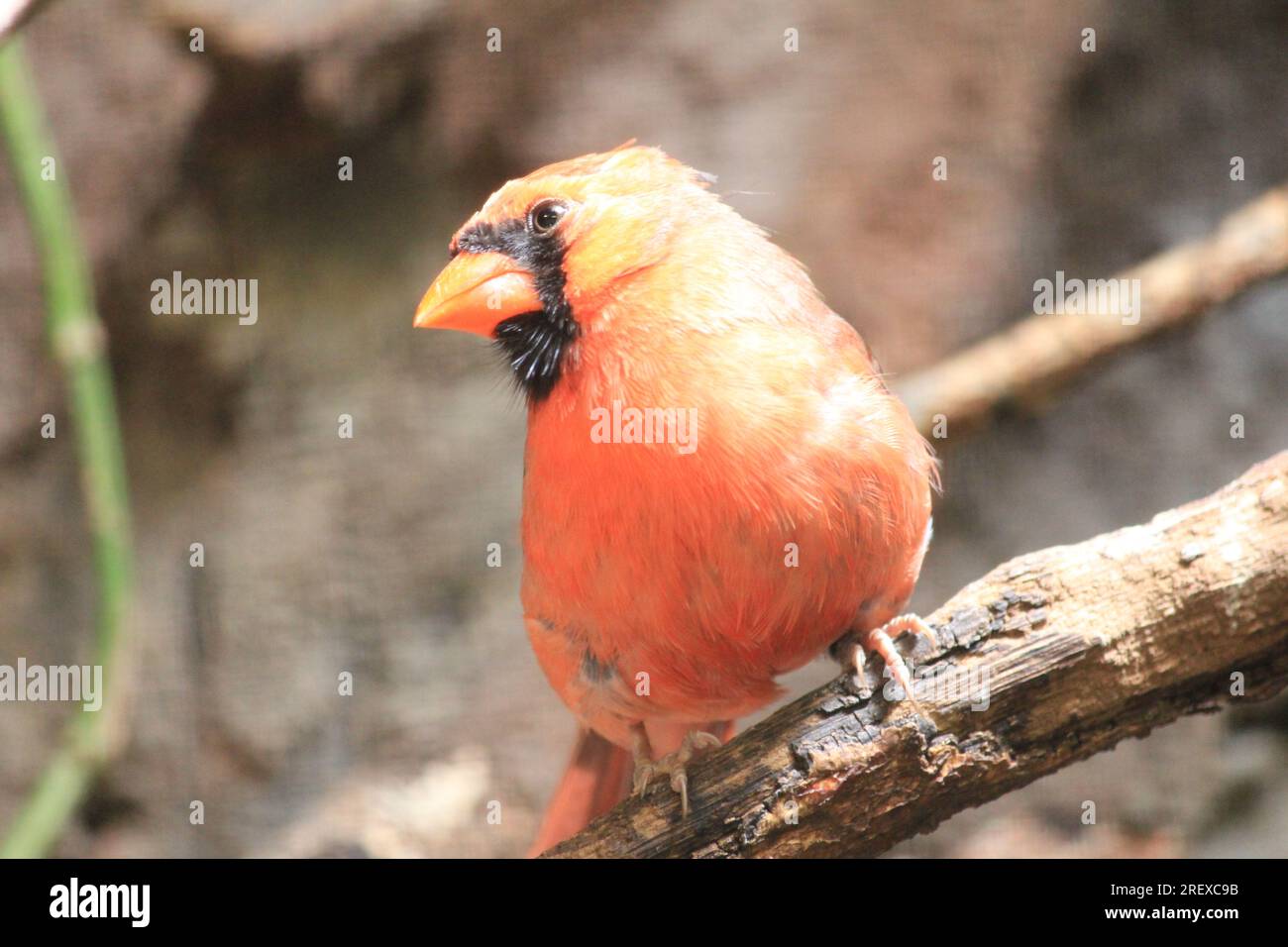 Molting northern cardinal hi-res stock photography and images - Alamy