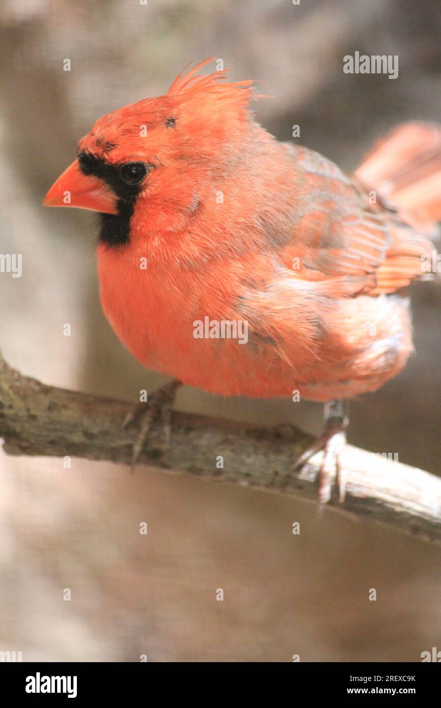 Molting northern cardinal hi-res stock photography and images - Alamy