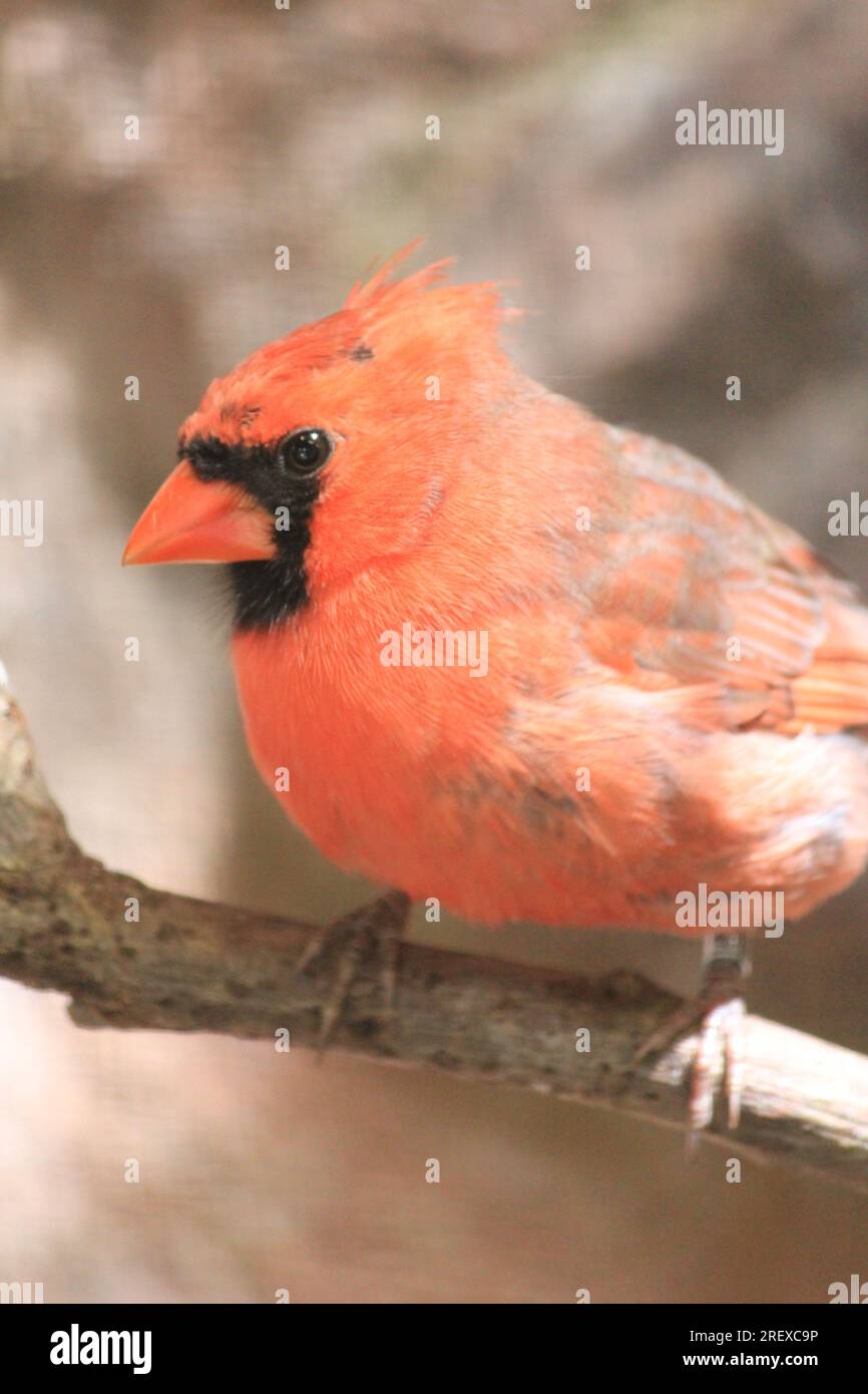 Molting northern cardinal hi-res stock photography and images - Alamy