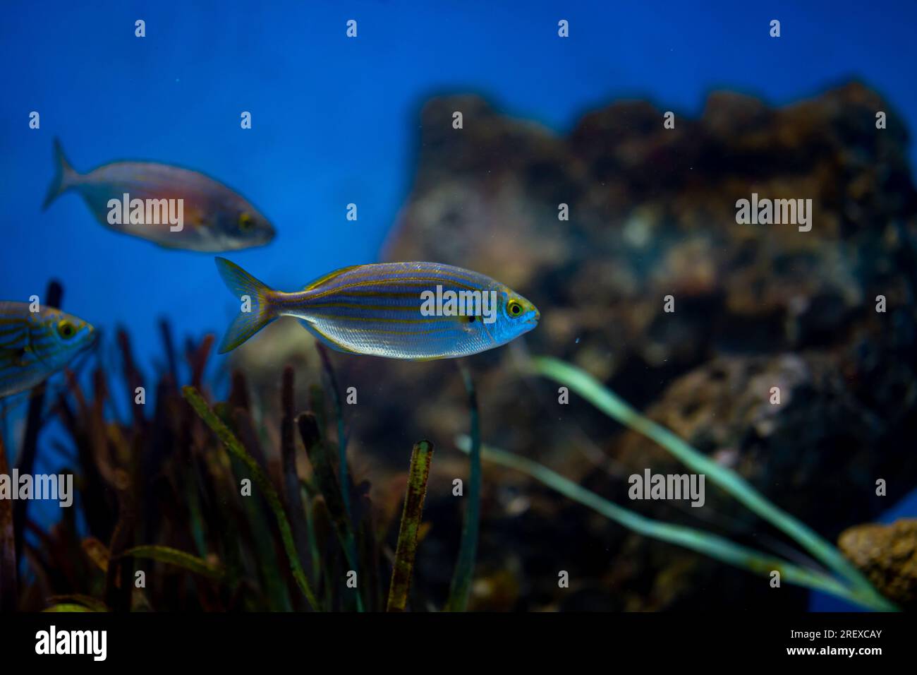 Amazing silvery with yellow stripes Salema fish. Concept of exotic fish ...