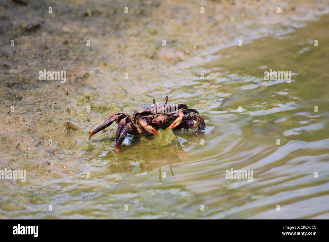 Calcareous ossicles hi-res stock photography and images - Alamy