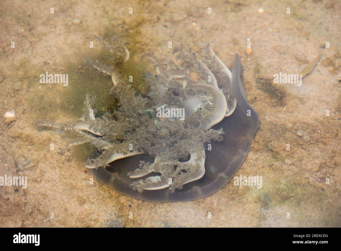 Northwest pacific ocean jellyfish hi-res stock photography and images ...