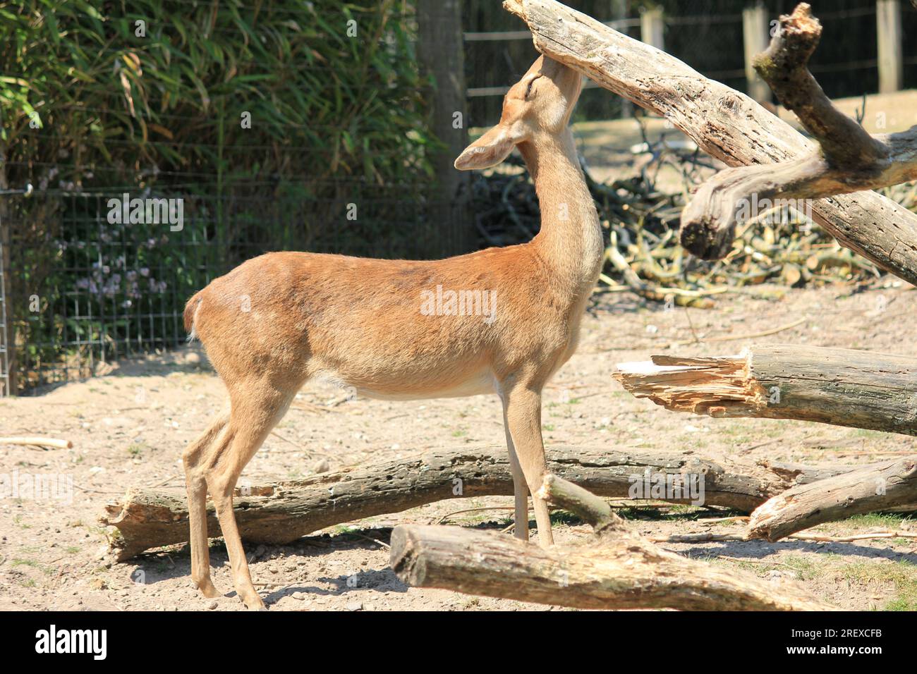 Indian hog deer Stock Photo - Alamy