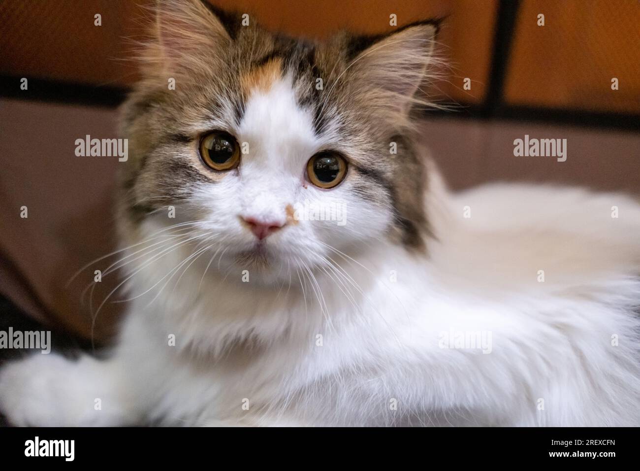 Fluffy white cat looking at the camera Stock Photo - Alamy