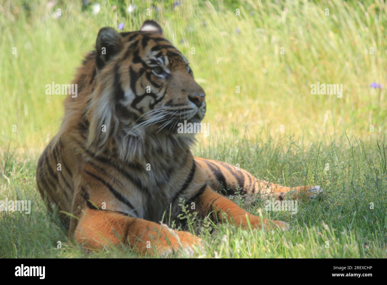 Tiger hunting deer hi-res stock photography and images - Alamy