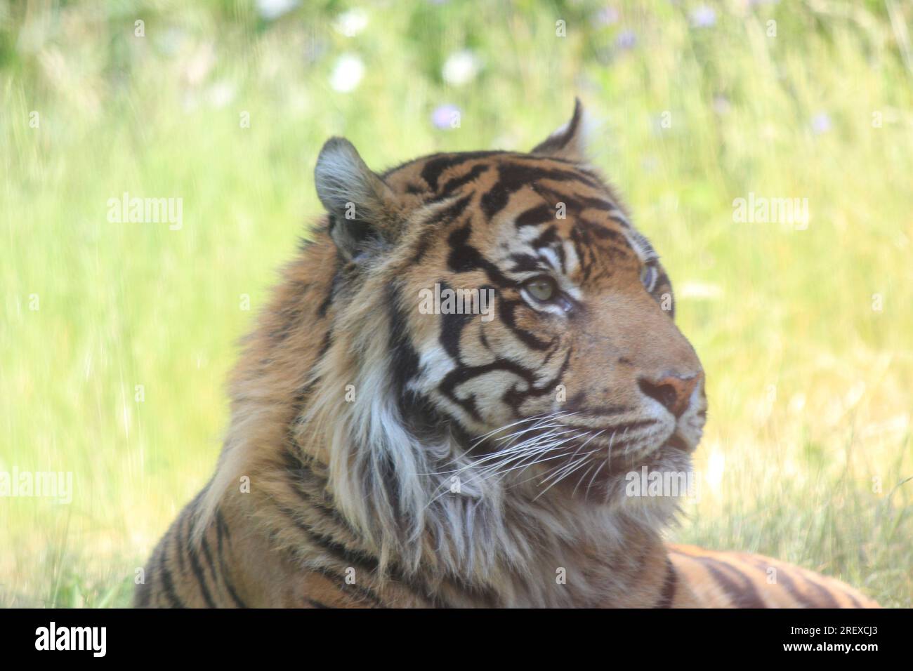 Sumatra peat swamp hi-res stock photography and images - Alamy