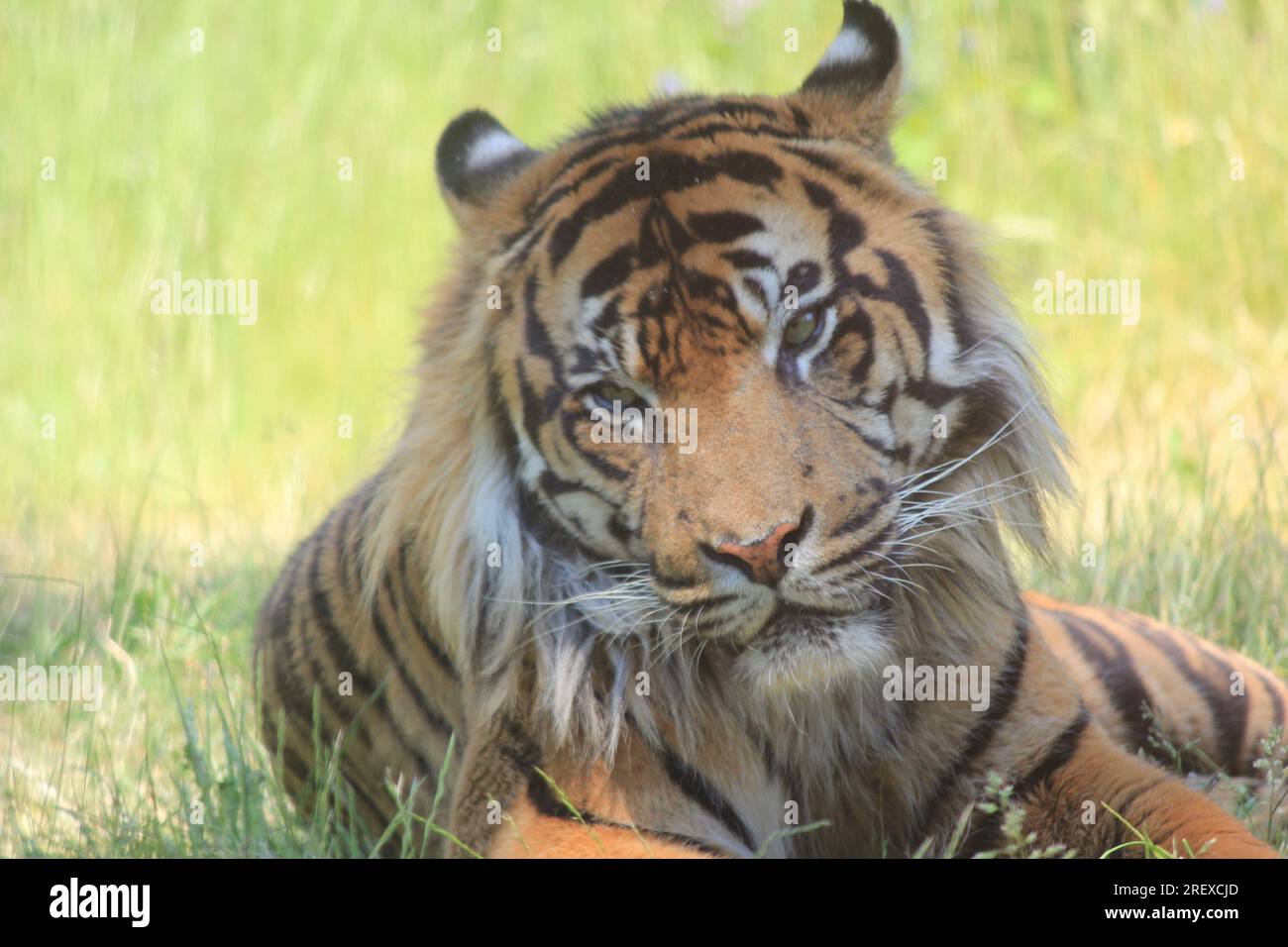 Tiger jump prey hi-res stock photography and images - Alamy
