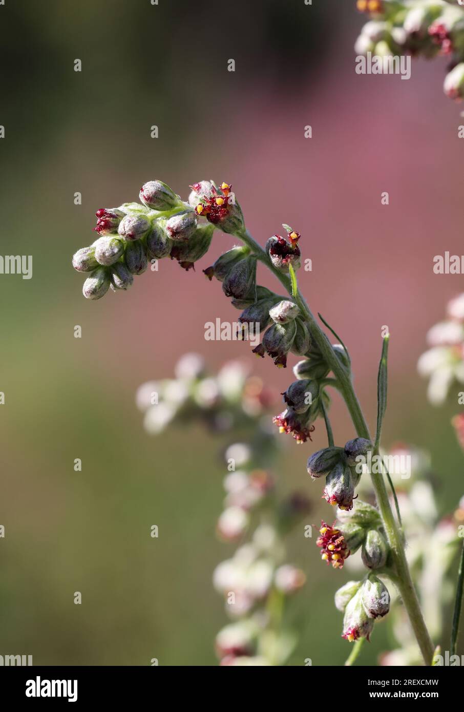 Common word wood Stock Photo - Alamy
