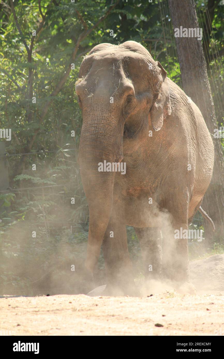 Muscle coordination hi-res stock photography and images - Alamy
