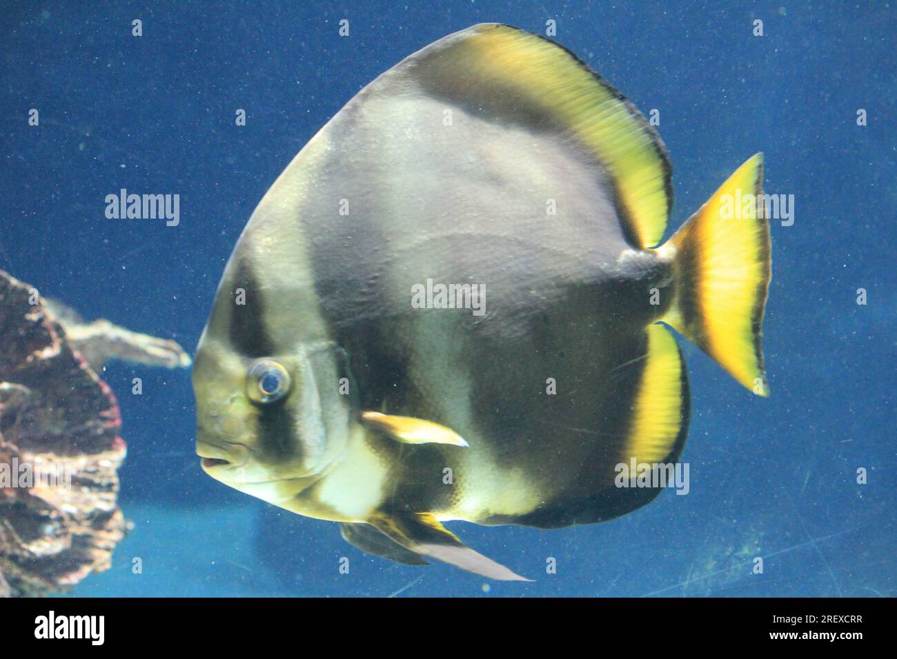 Orbicular spadefishes hi-res stock photography and images - Alamy