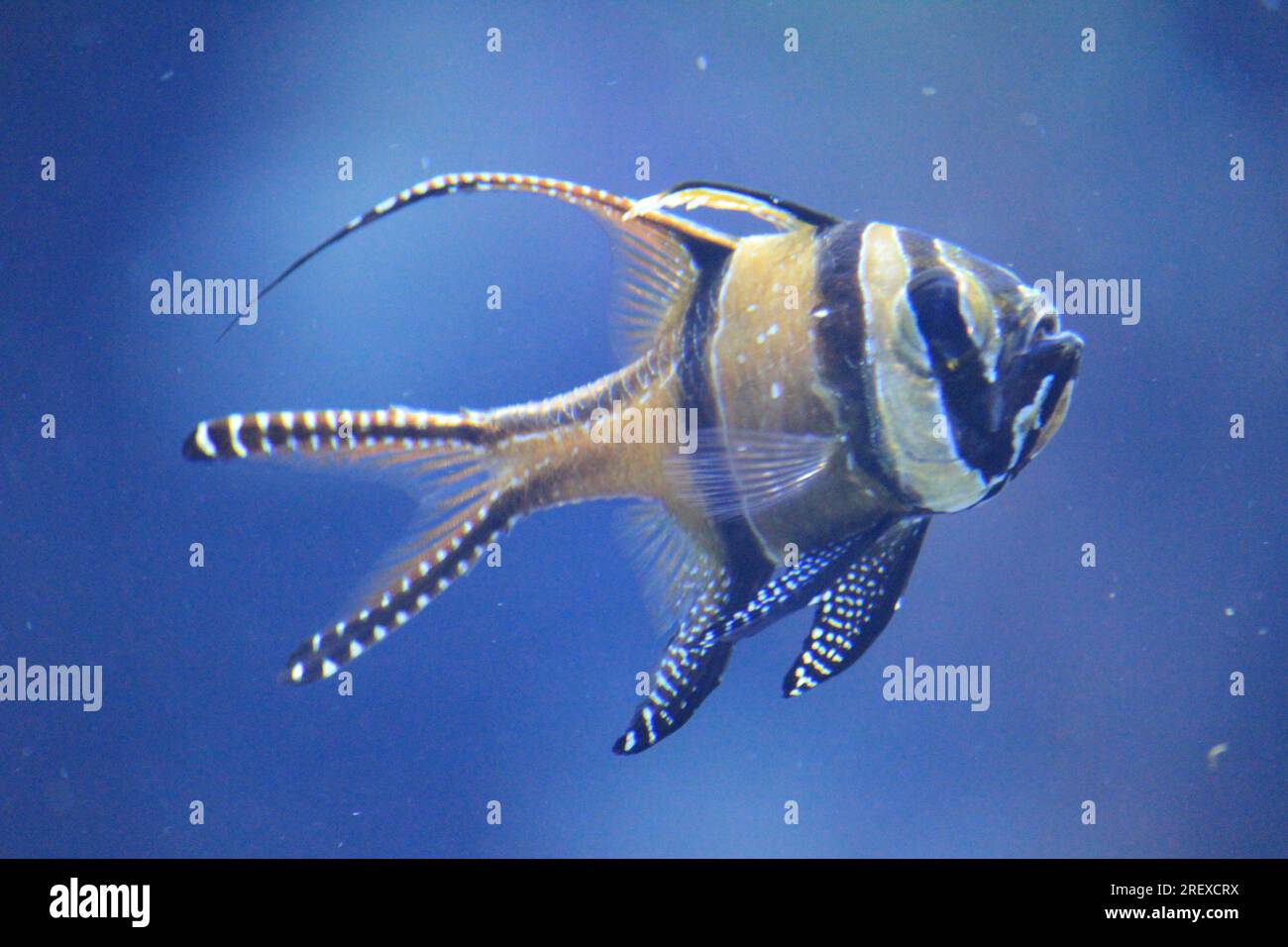 Central sulawesi banggai cardinalfish hi-res stock photography and ...