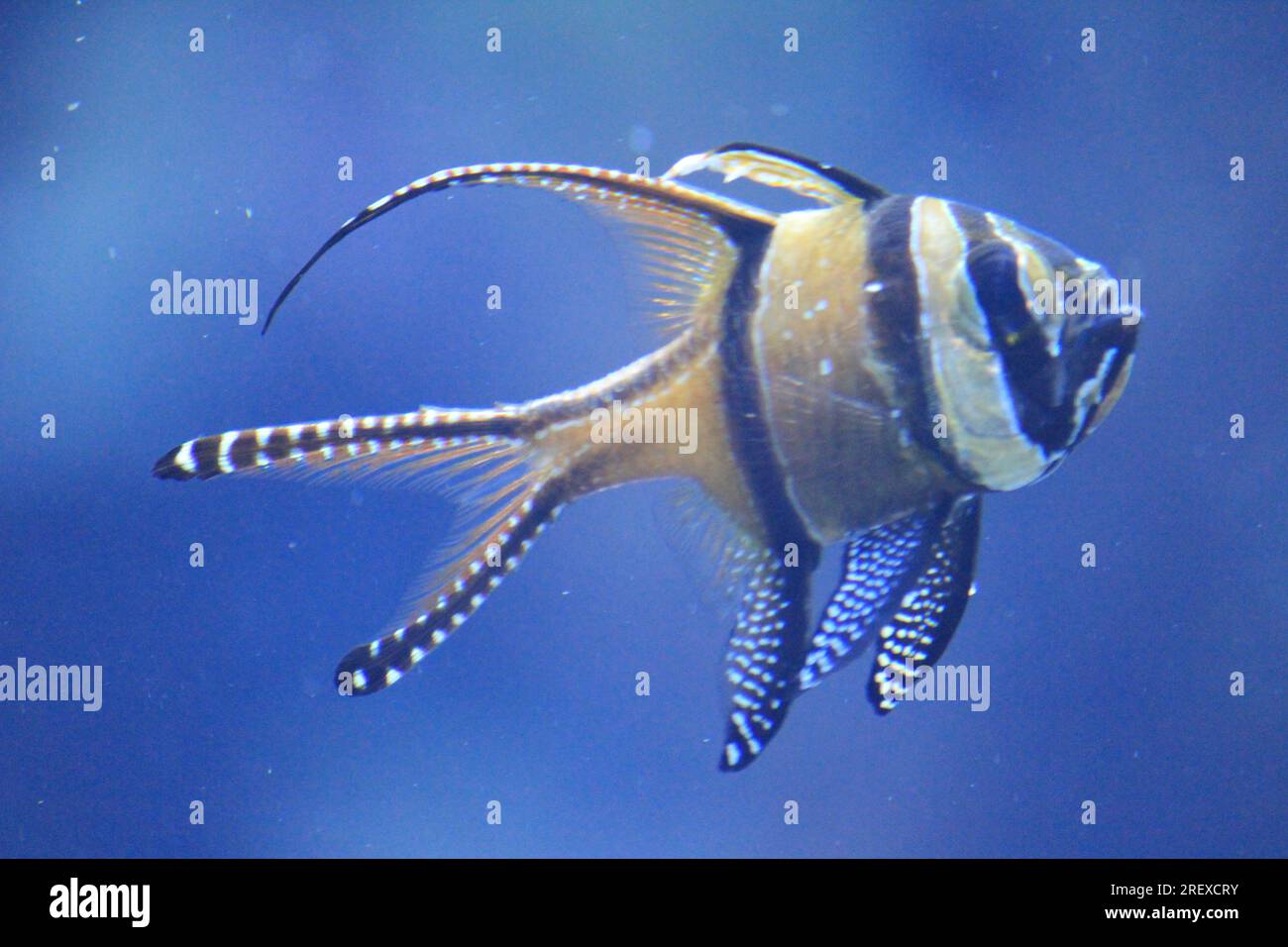 Central sulawesi banggai cardinalfish hi-res stock photography and ...