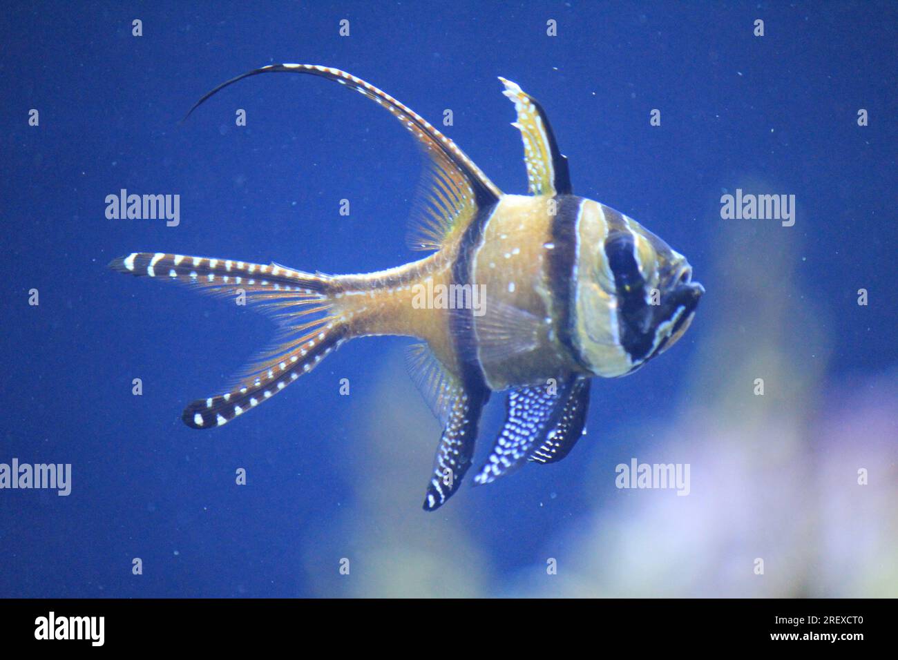 Central sulawesi banggai cardinalfish hi-res stock photography and ...
