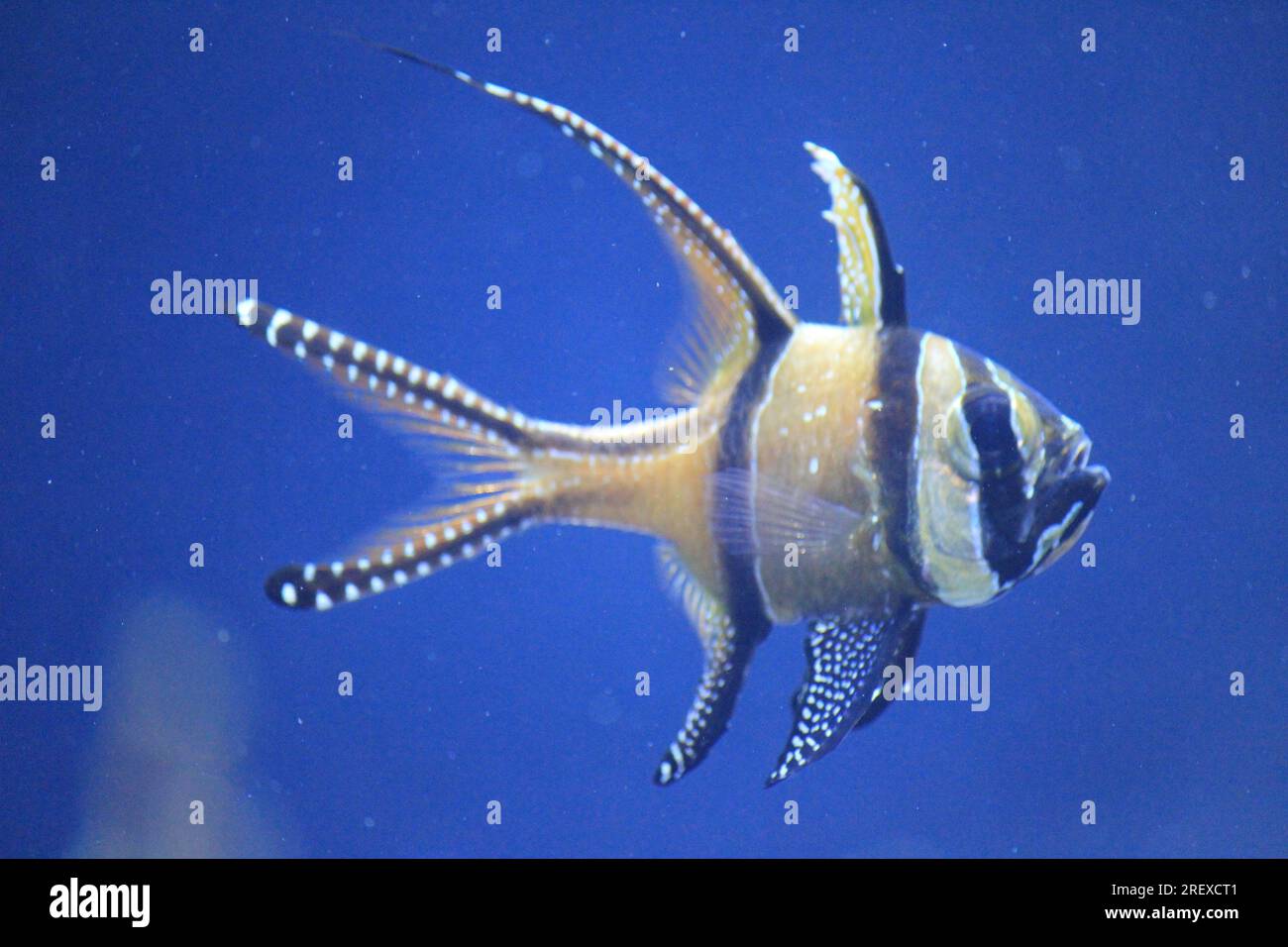 Central sulawesi banggai cardinalfish hi-res stock photography and ...