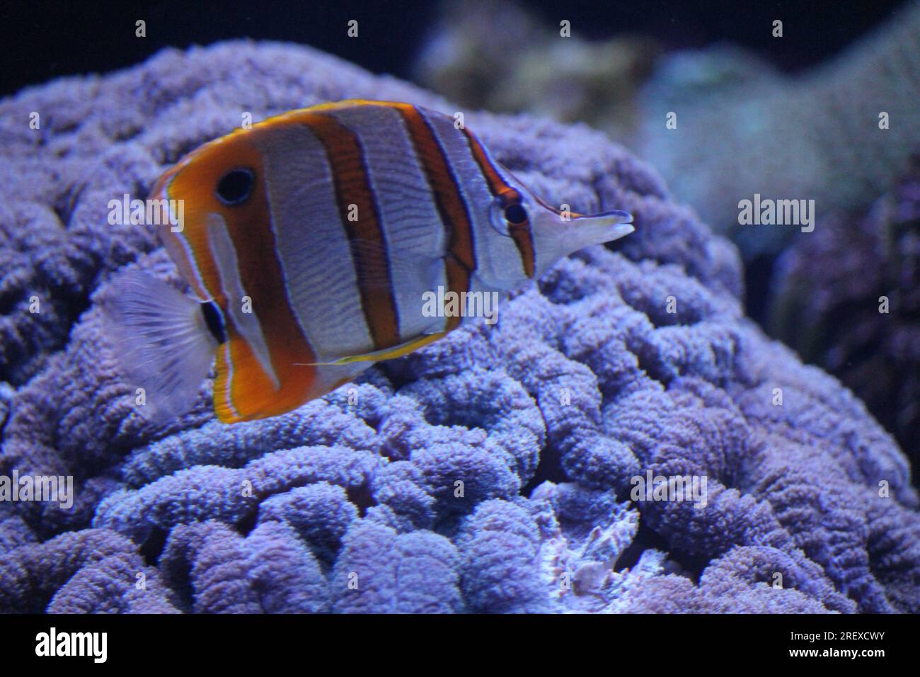 Copperband butterflyfishes hi-res stock photography and images - Alamy