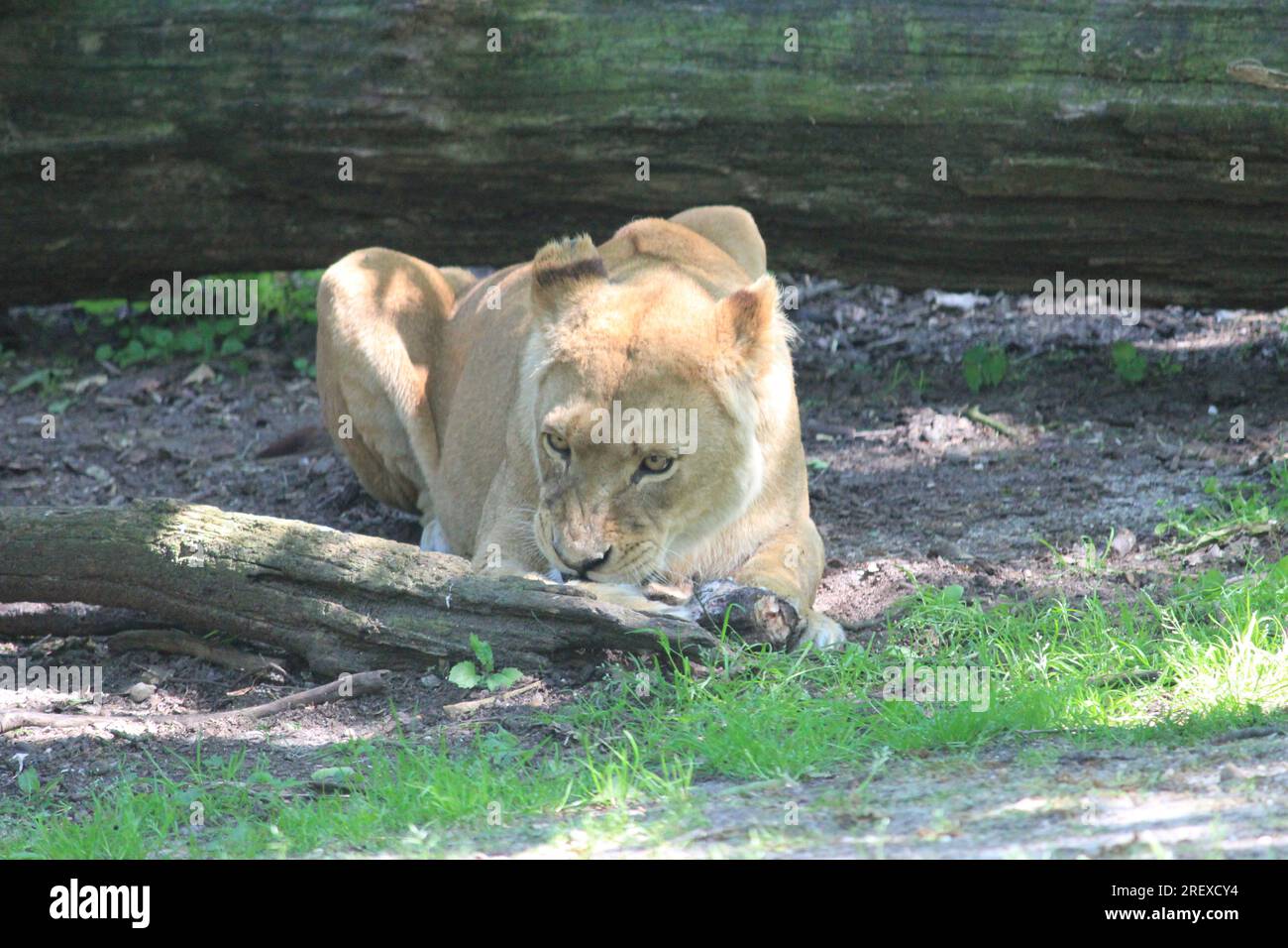 Lions muscular body hi-res stock photography and images - Alamy