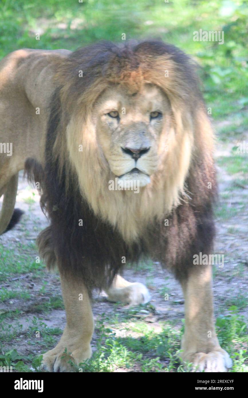 Male lion walking bushes hi-res stock photography and images - Alamy