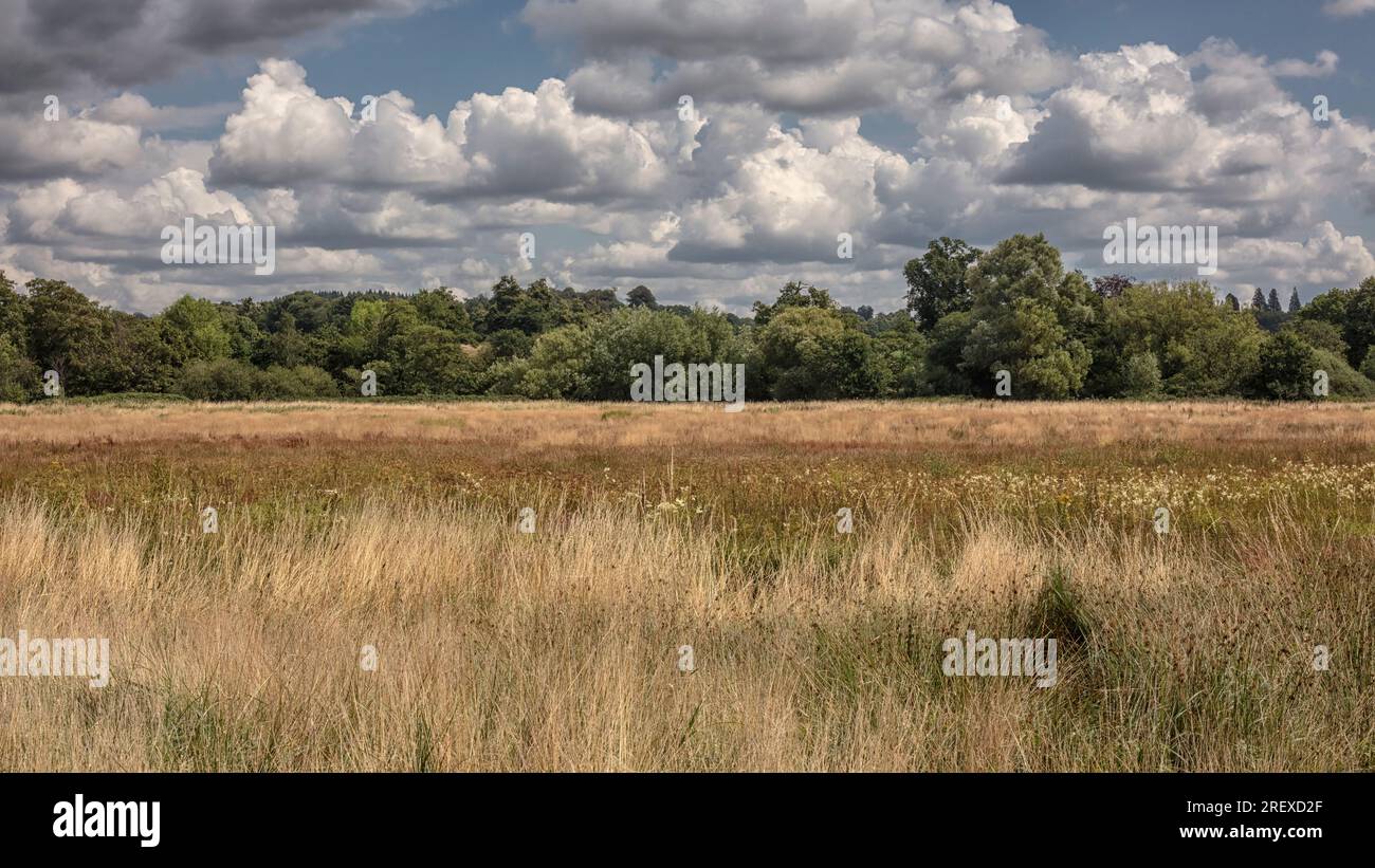 Midhurst walks hi-res stock photography and images - Alamy