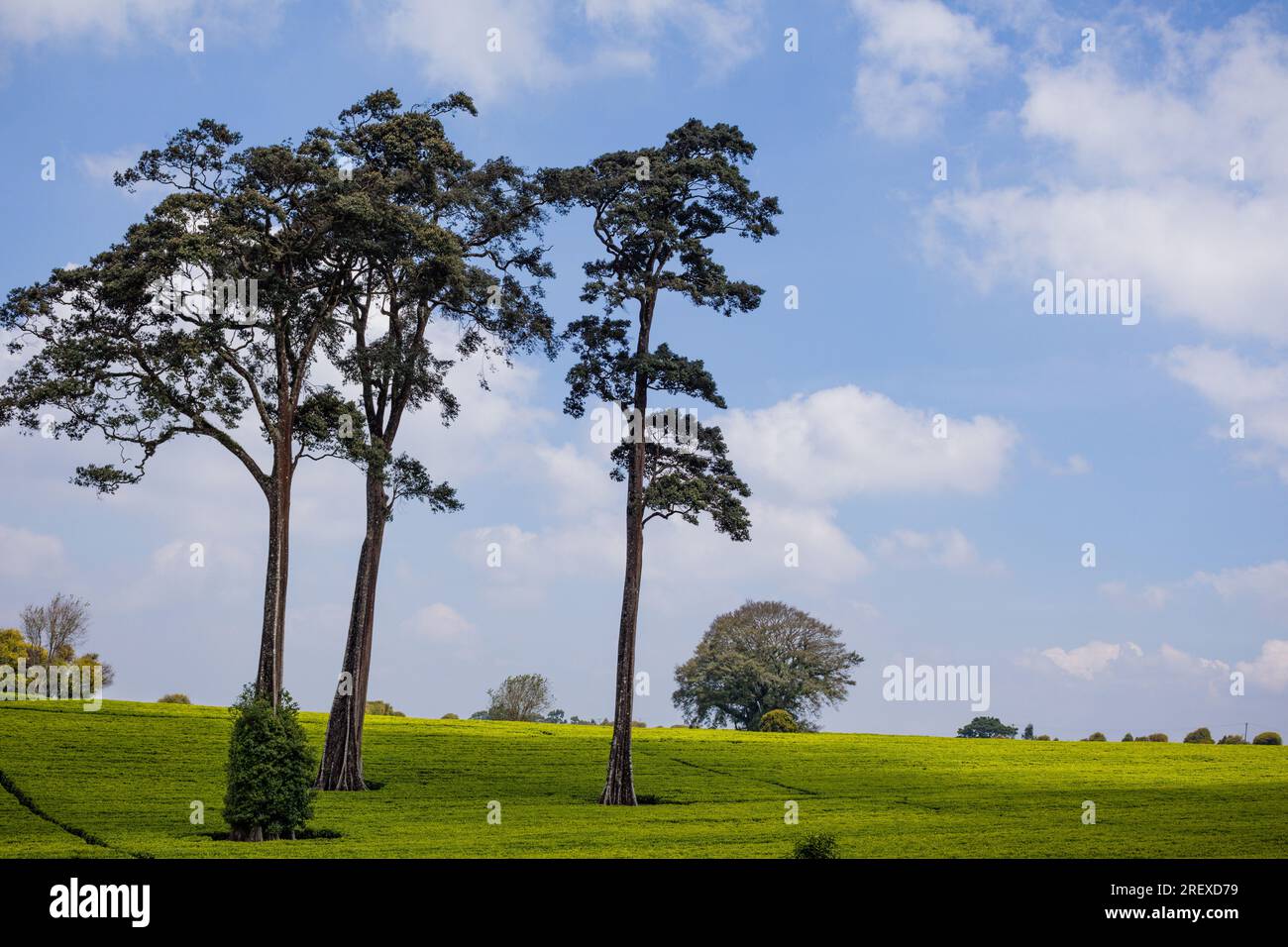 Tea Green Leaf Kiambu County Central Province Limuru Tigoni Farm ...