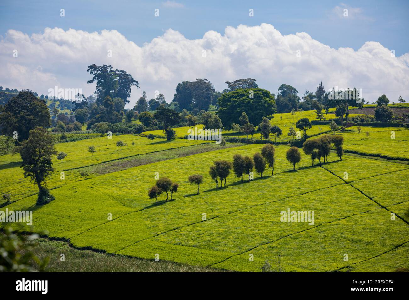 Tea Green Leaf Kiambu County Central Province Limuru Tigoni Farm ...