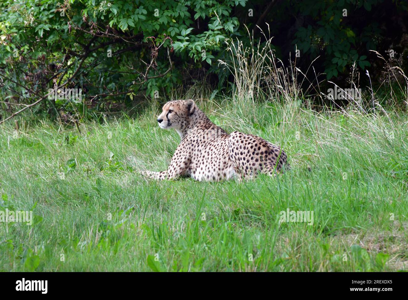 Beautiful cheetah relaxing in the grass in Kristiansand Zoo, Norway ...