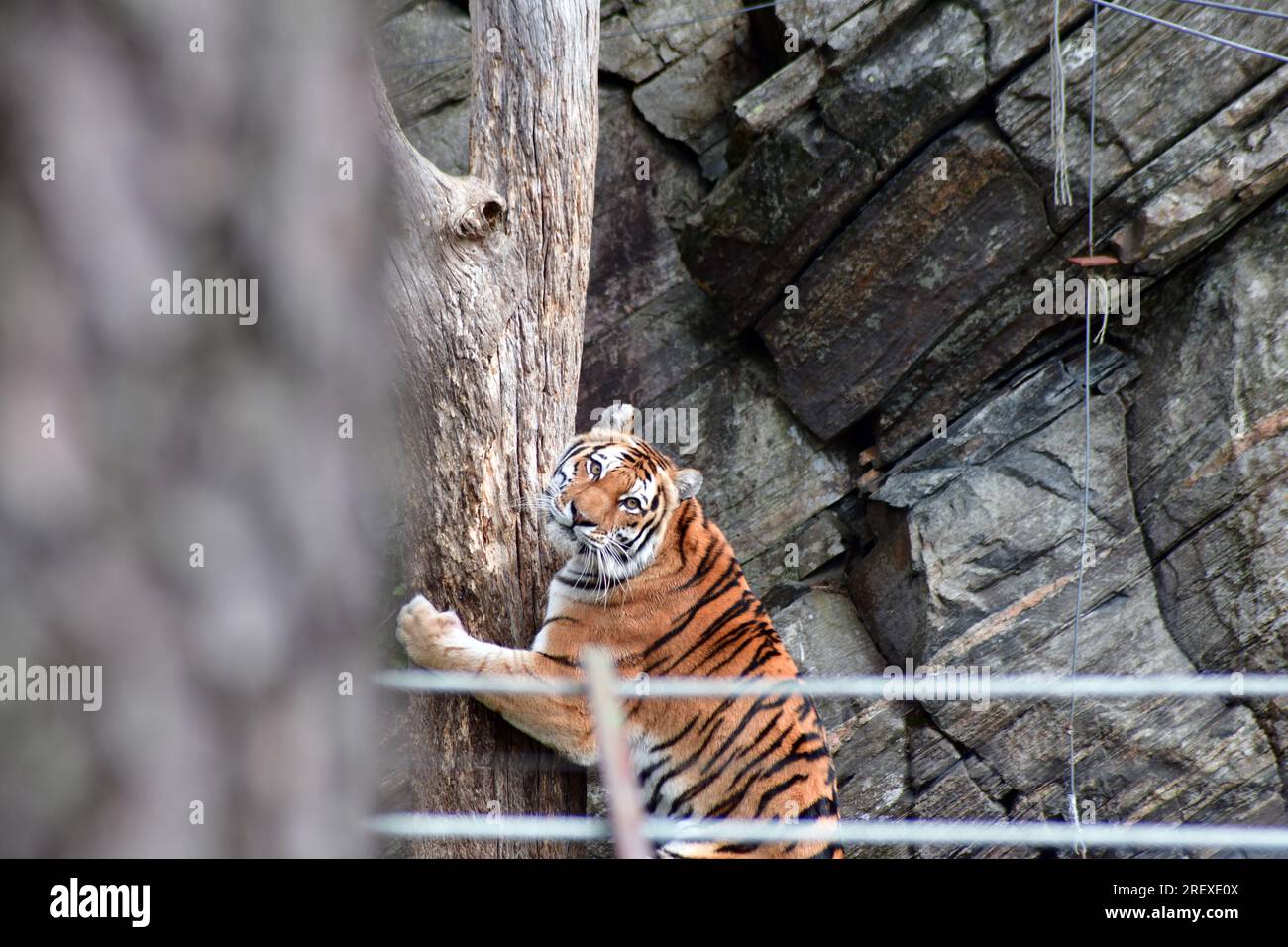 Tiger climbing a tree, waiting for food drop from a string at the zoo ...
