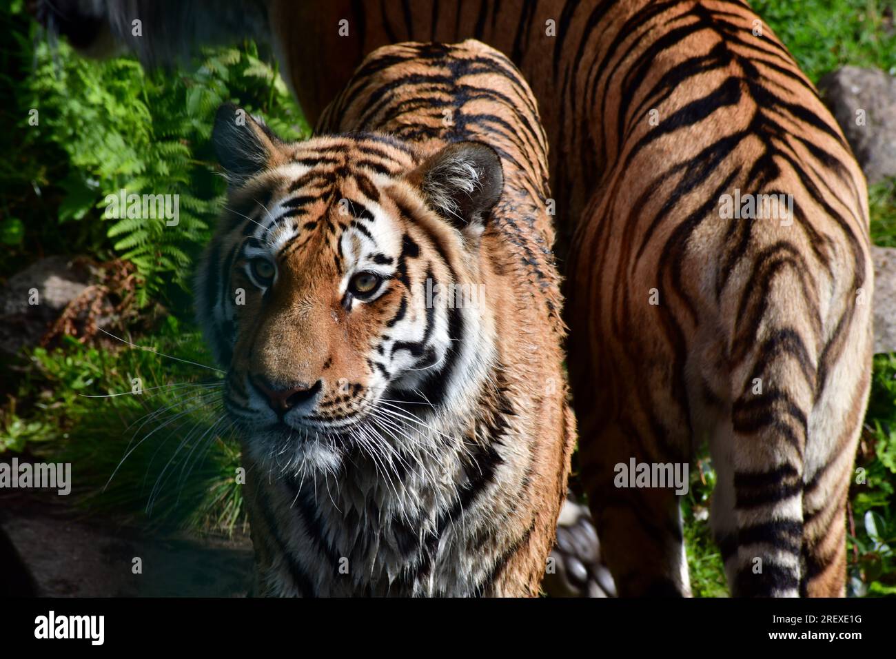 Two tigers at Kristiansand Zoo, Norway.. One tiger facing camera, one ...