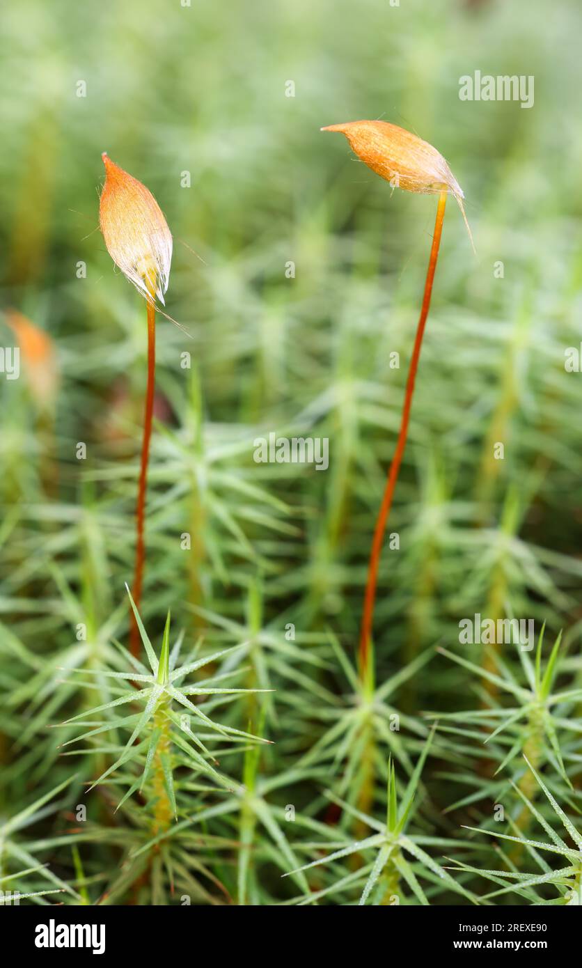 Common hair moss Stock Photo - Alamy