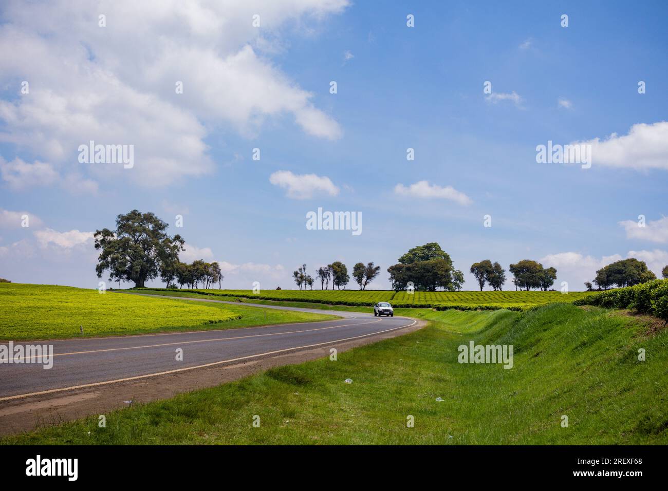 Tea Green Leaf Kiambu County Central Province Limuru Tigoni Farm ...