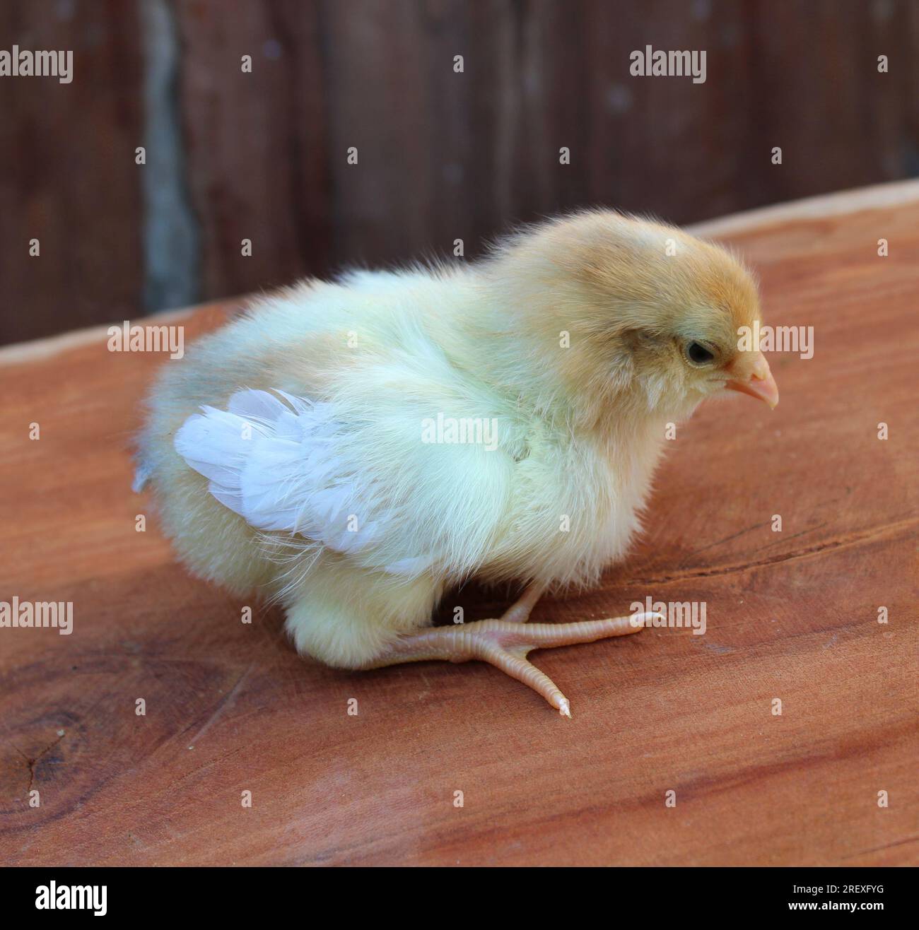 A Small Yellow Chick with White Wings Stock Photo - Alamy