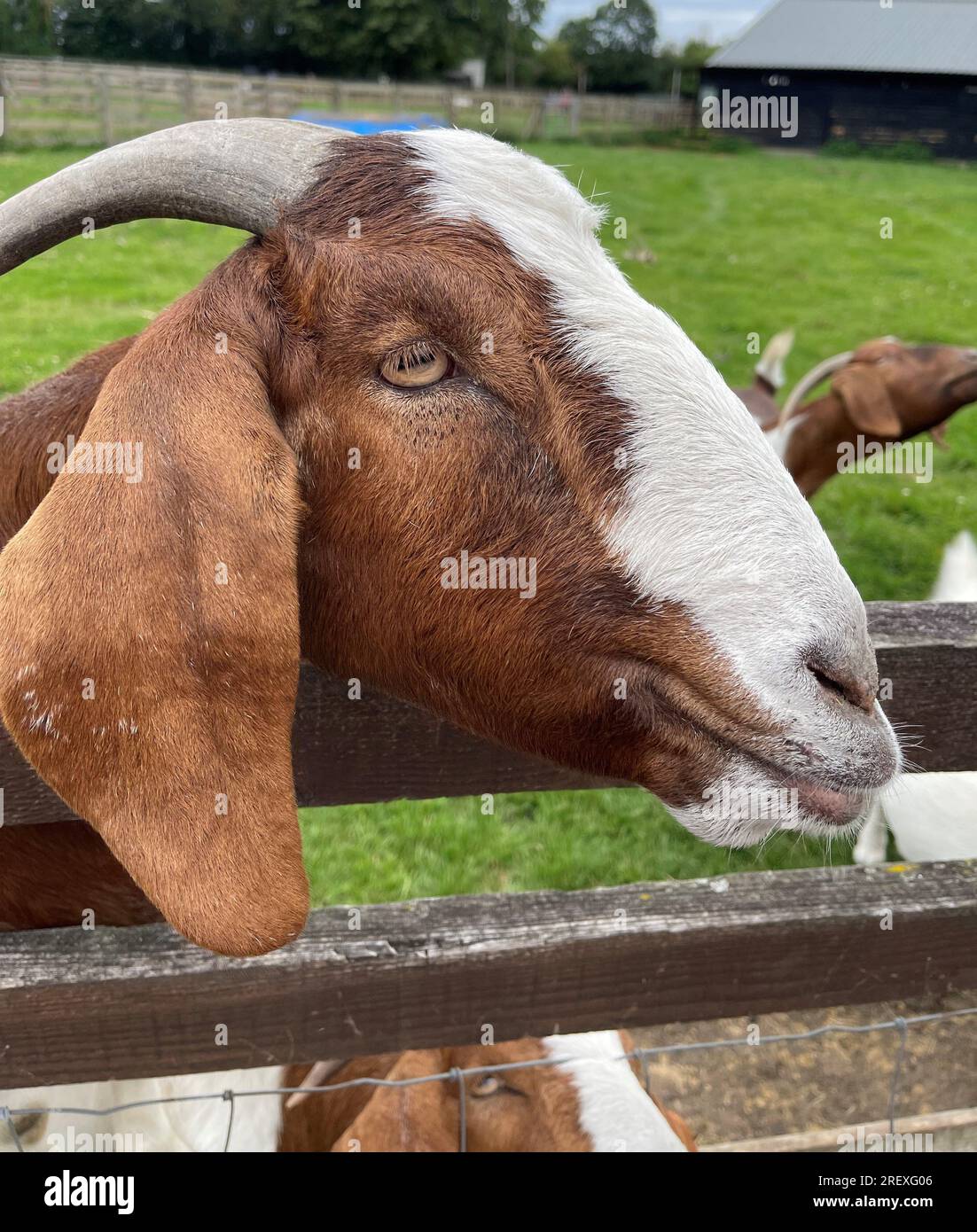 Goat leaning over fence hi-res stock photography and images - Alamy