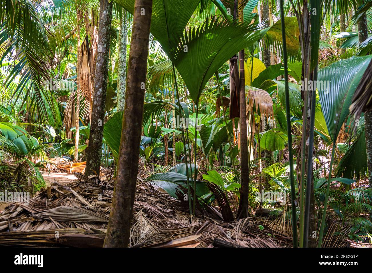 Coco de Mer plants in the Vallee De Mai Stock Photo - Alamy