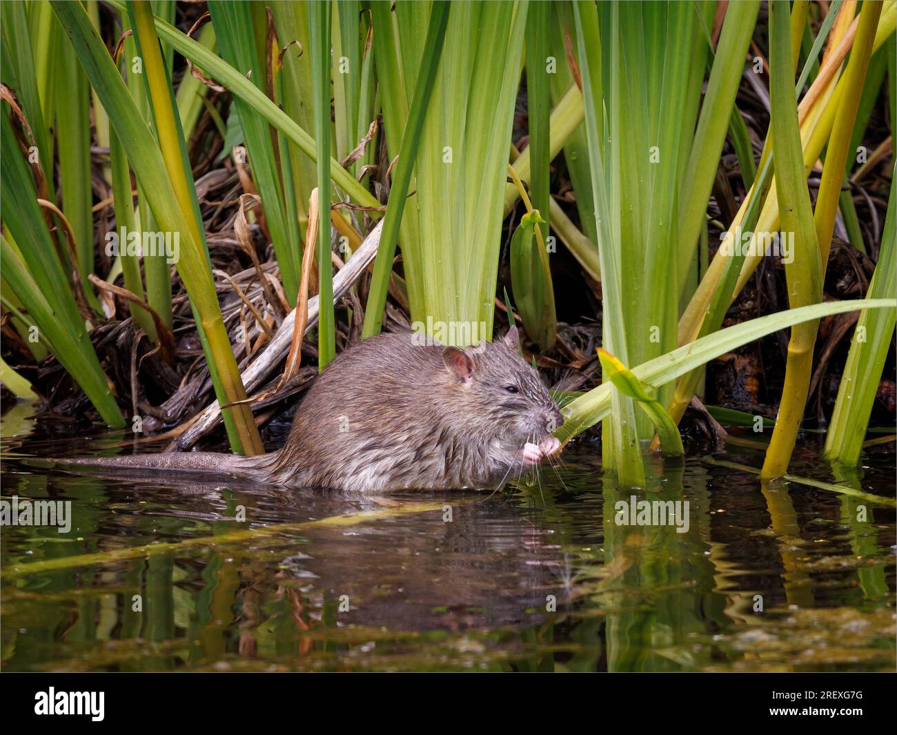 Brown Rat Feeding at Water's Edge Stock Photo - Alamy