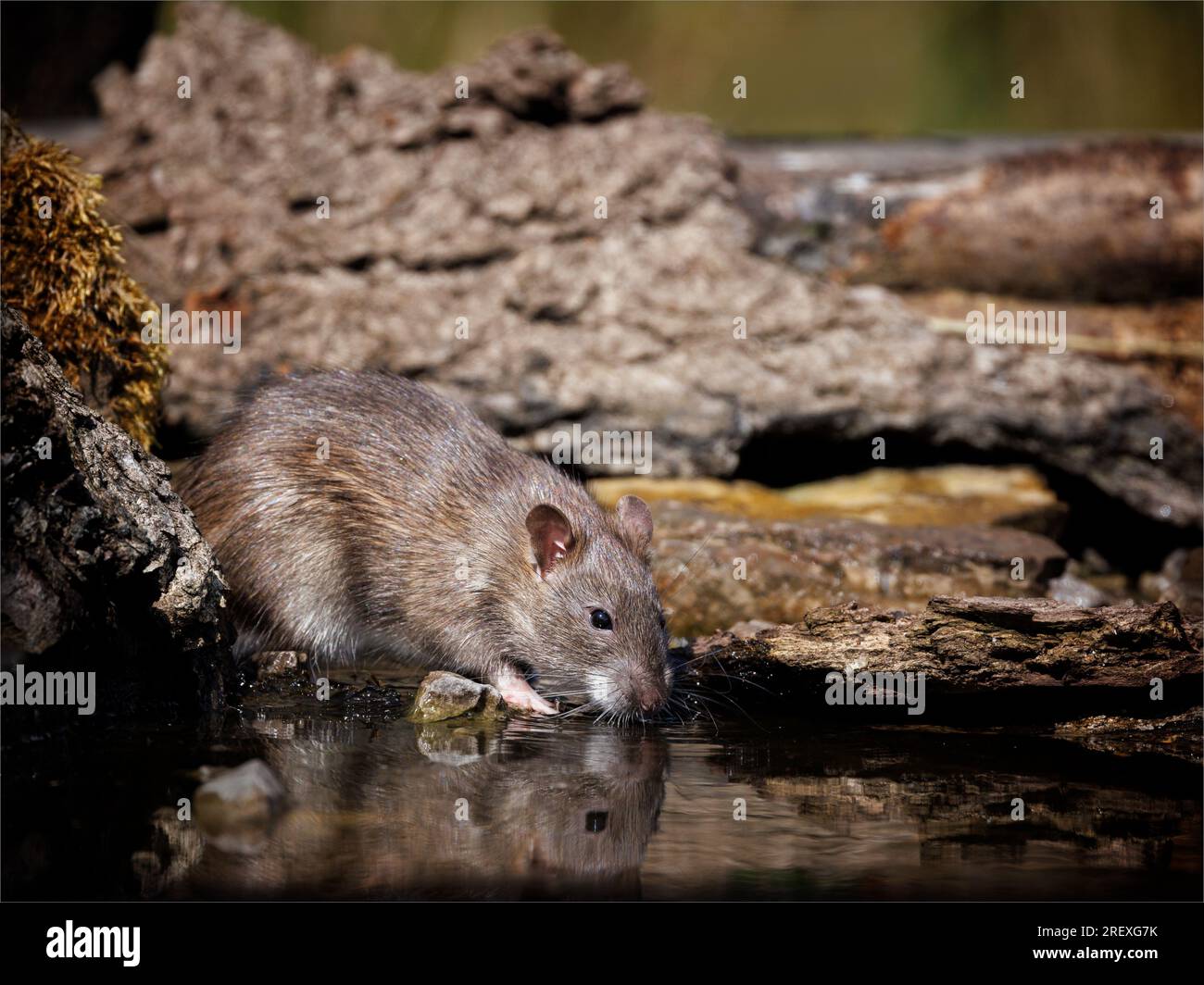 Norwegian brown rat hi-res stock photography and images - Alamy