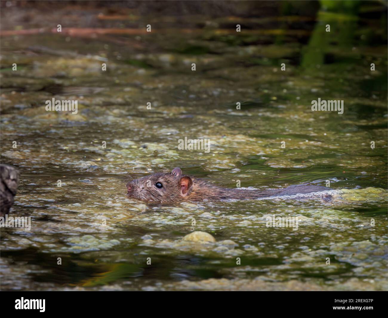 Brown Rat Swimming in Pond Stock Photo - Alamy