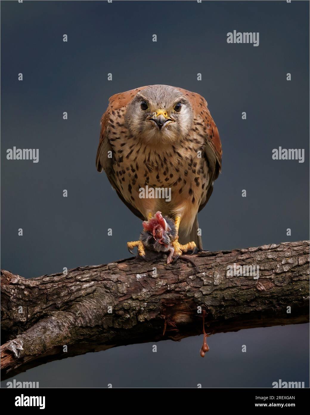 Male Kestrel with Prey on Branch Stock Photo - Alamy