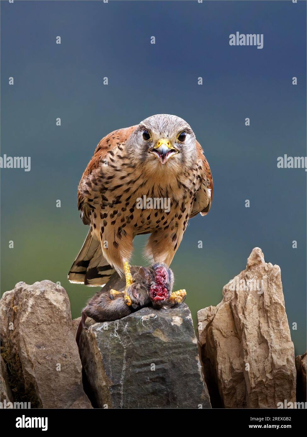 Male Kestrel with Mouse, Head On on Dry Stone Wall Stock Photo - Alamy