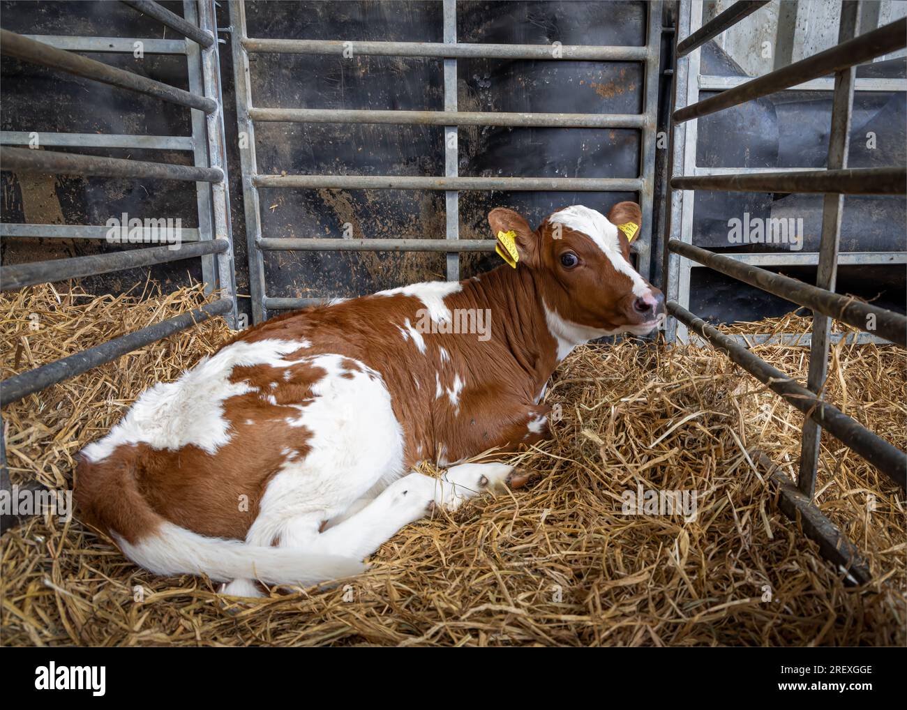 Young dairy farmer uk hi-res stock photography and images - Alamy